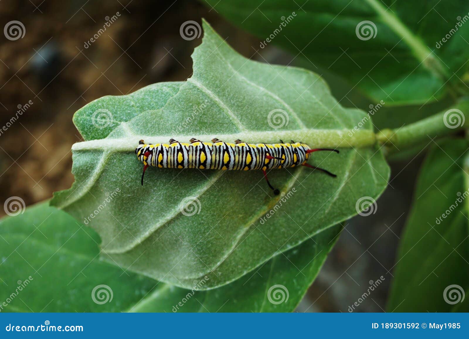 Leaf Eating Worm Climb on Green Leave Stock Photo - Image of background ...