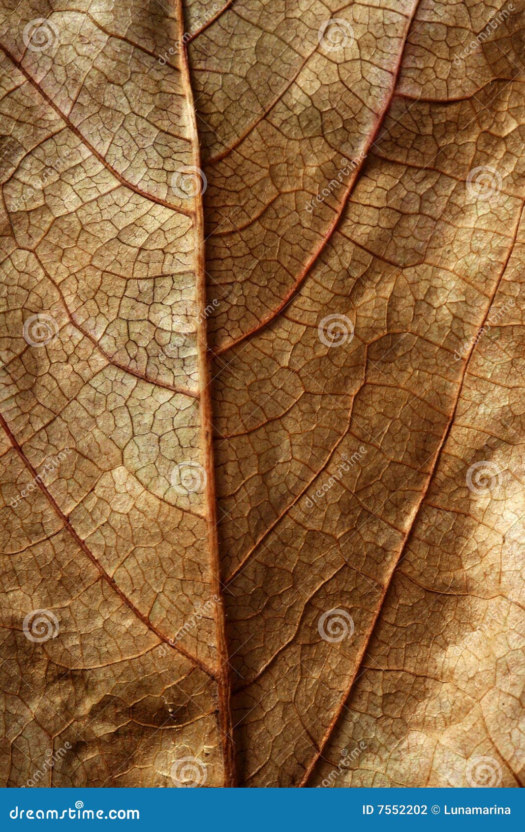 Close Up of a Leaf, Gloden Brown in Autumn Stock Photo - Image of ...