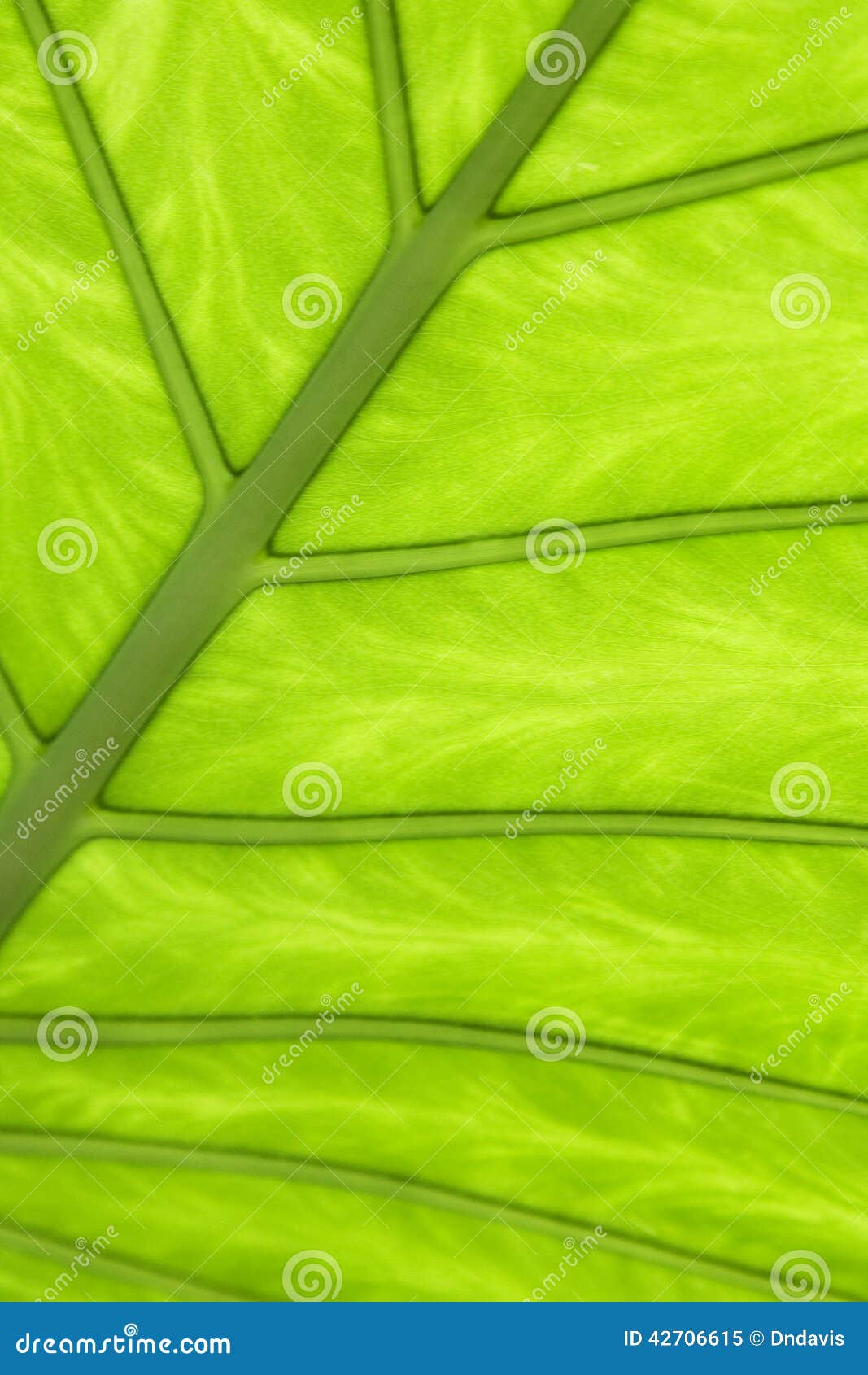 Close up of leaf pattern stock image. Image of flora - 42706615