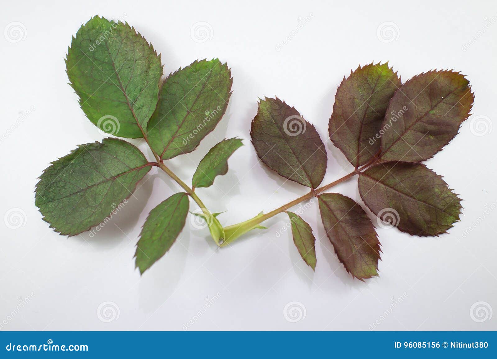 Close Up of Leaf of Pink Rose Flower Stock Photo - Image of closeup ...