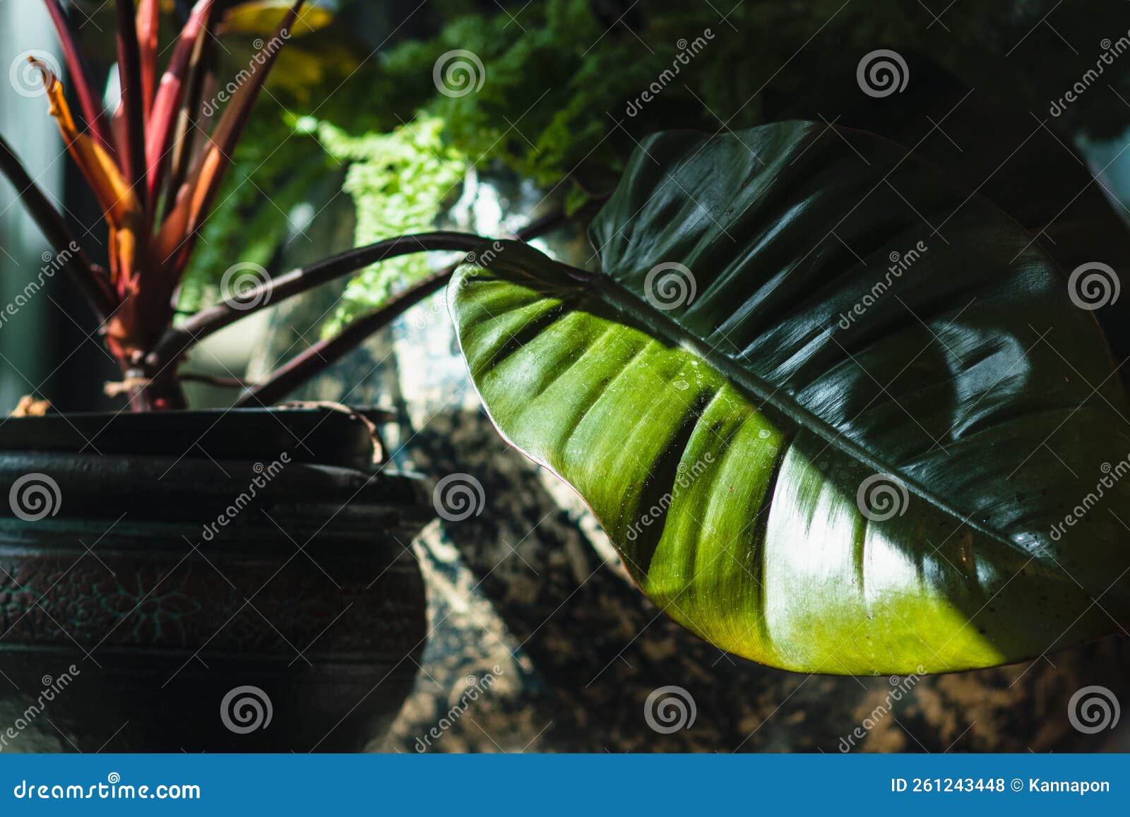 Close Up of Leaf Plant Playing the Light and Shadow. Selective Focus ...