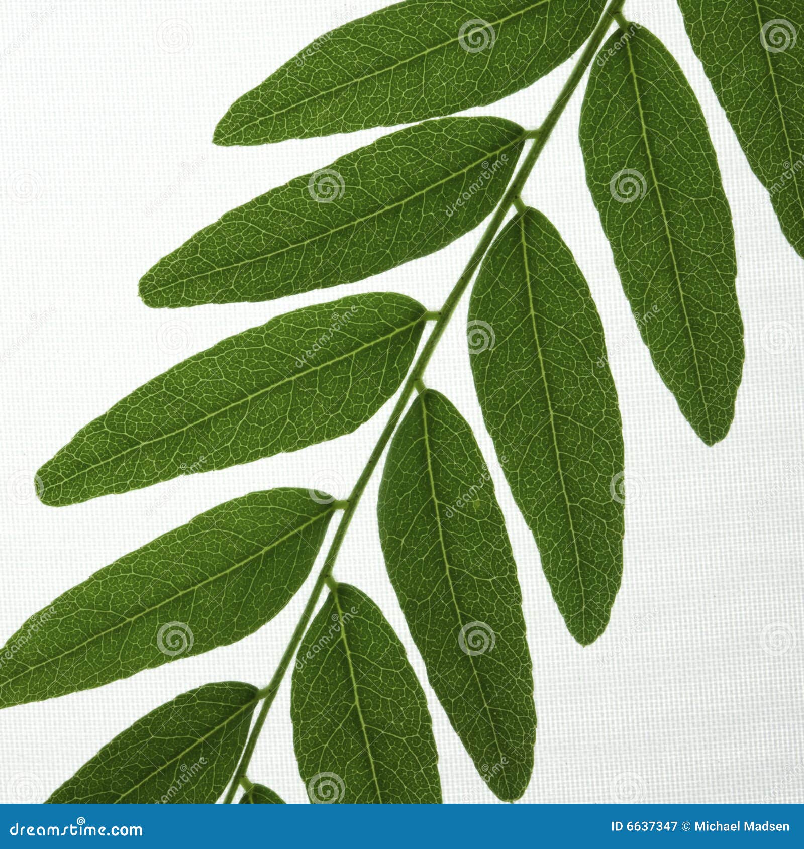 Close up of leaf segment stock image. Image of nature - 6637347