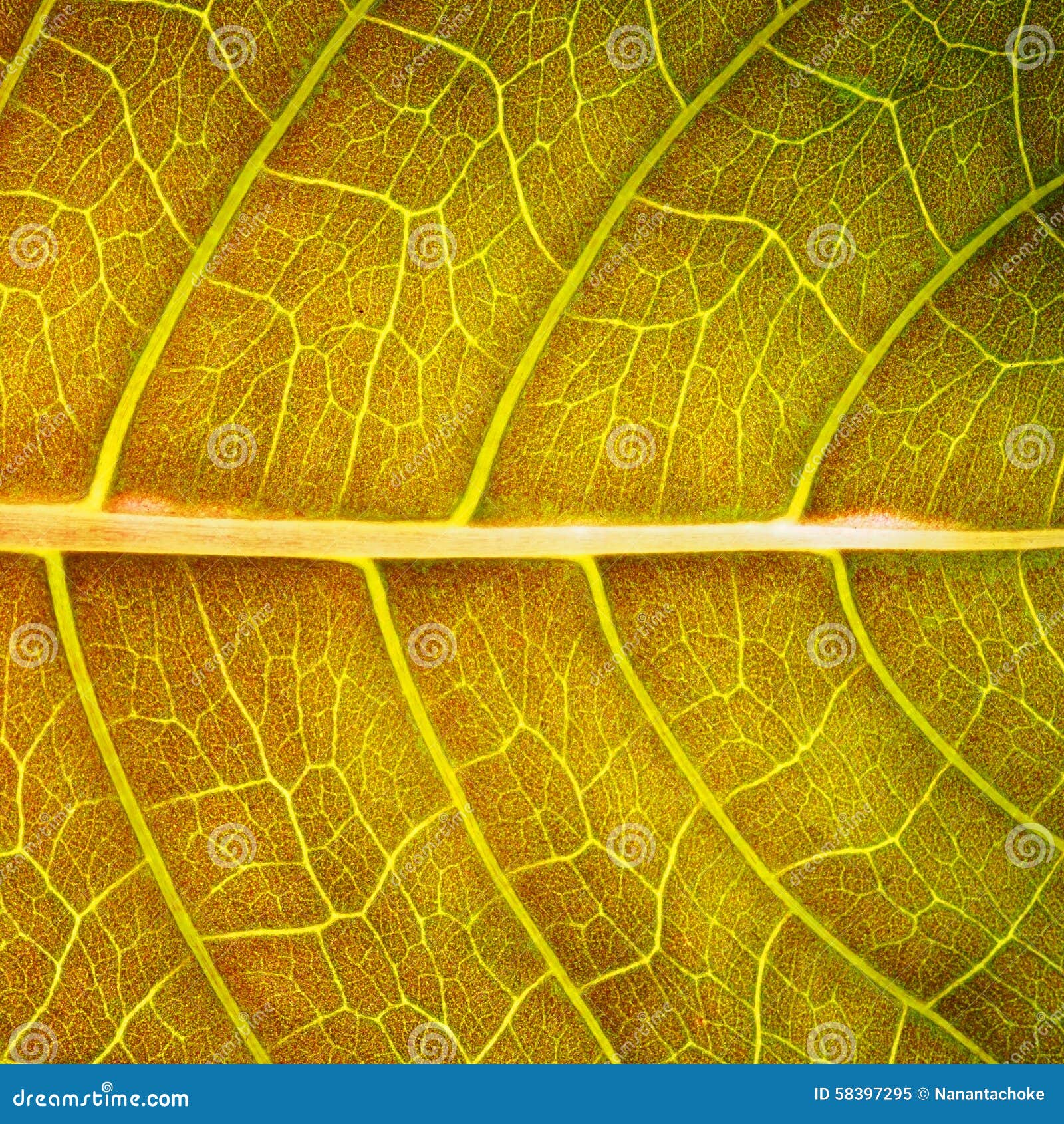 Close Up of Leaf Texture Background Stock Image - Image of close, cell ...