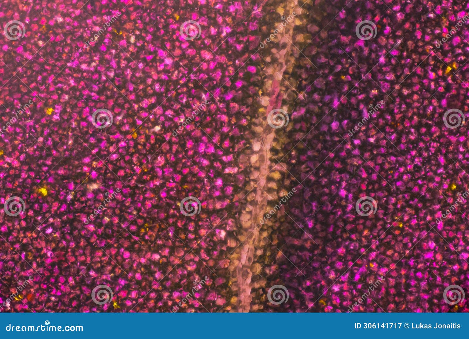 Close-up of Leaf Texture, Cells of the Leaf Surface Stock Image - Image ...