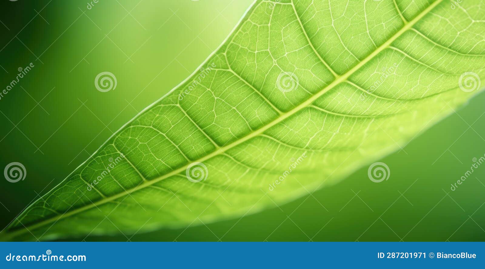 The Close-up of Leaf Texture in Green Abstract Nature Background with a ...