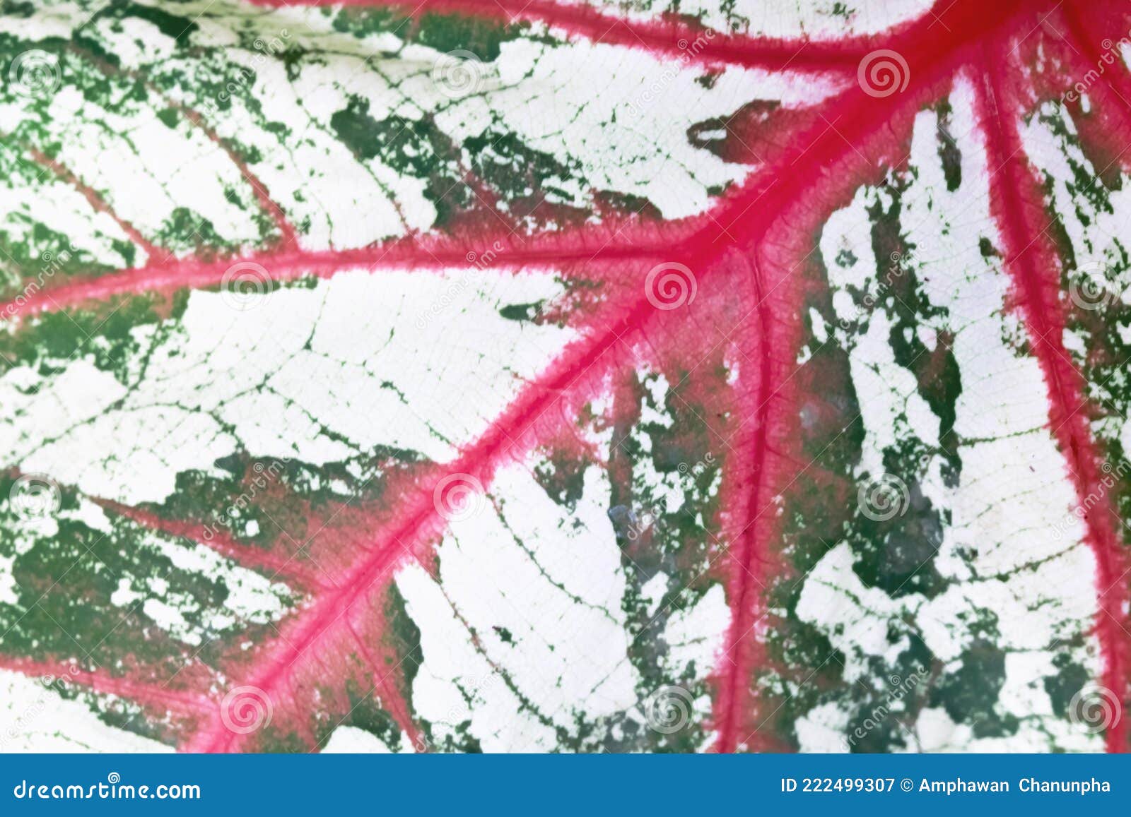 Leaf Texture with Red Seamless Vein Patterns Natural Background Stock ...