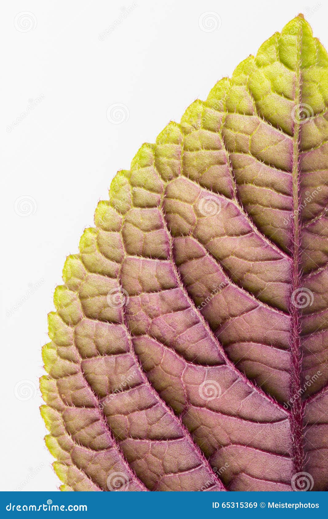 Close up of leaf underside stock image. Image of stomata - 65315369
