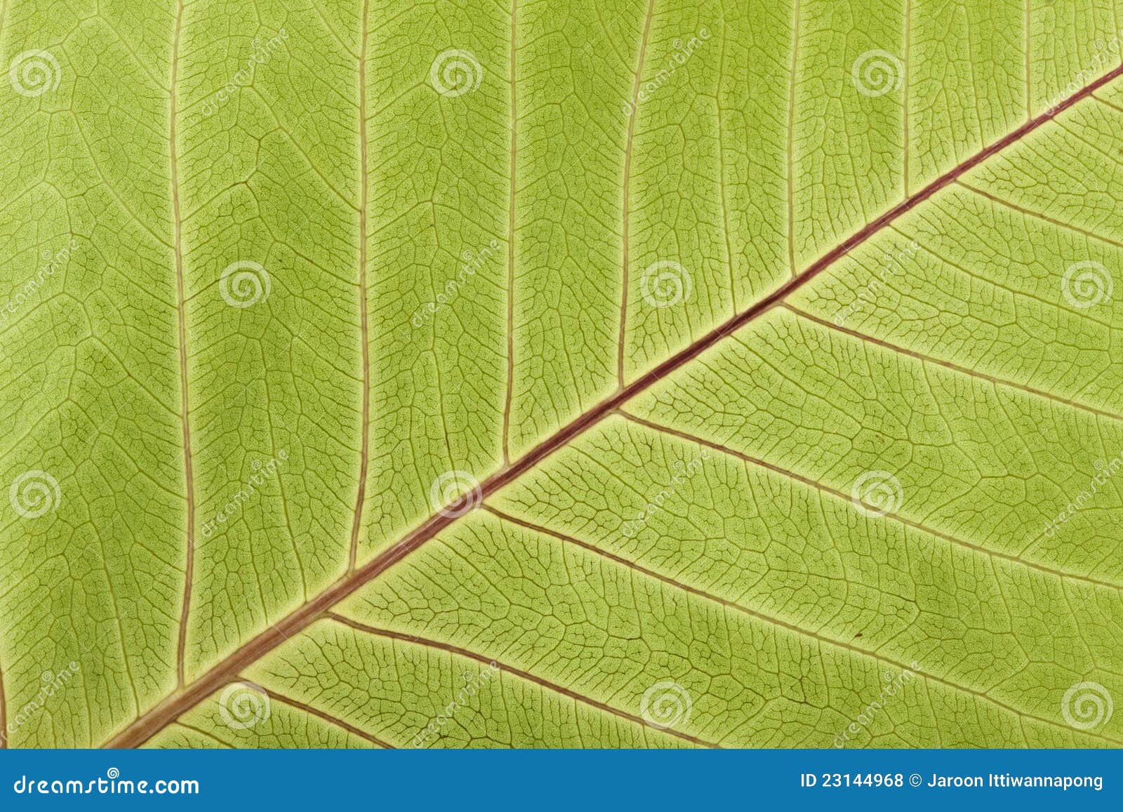 Close-up of Leaf Veins stock photo. Image of vein, cell - 23144968