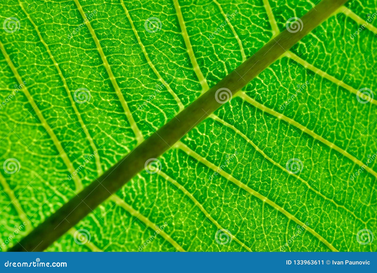 Close up of Leaf Veins stock image. Image of fresh, botanical - 133963611