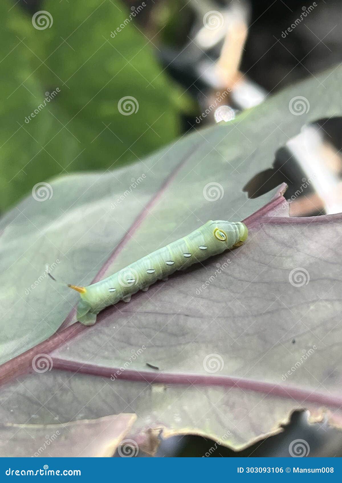 Close Up of a Leaf with Worm Stock Photo - Image of green, animal ...