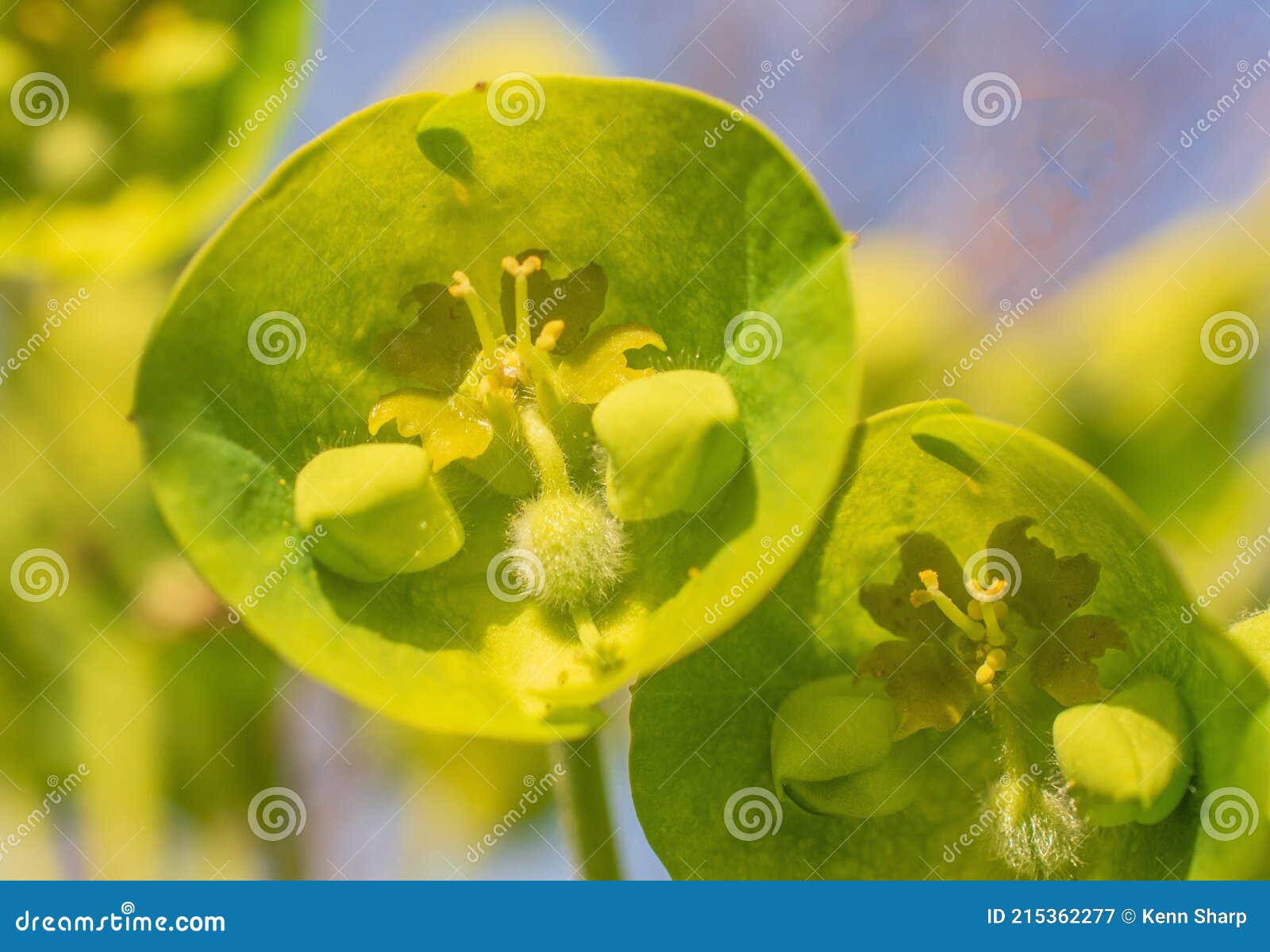 Leafy Spurge. Also Known As Wolf`s Milk. Euphorbia Virgata, Invasive ...