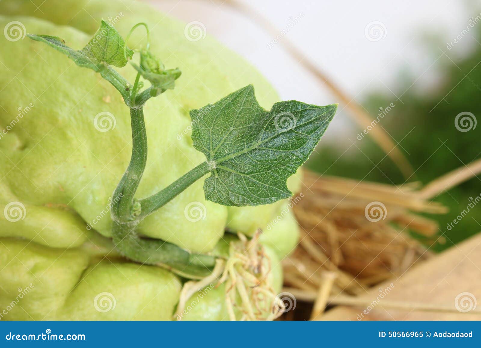 Close Up Leave of Chayote in Garden Stock Image - Image of ecology ...