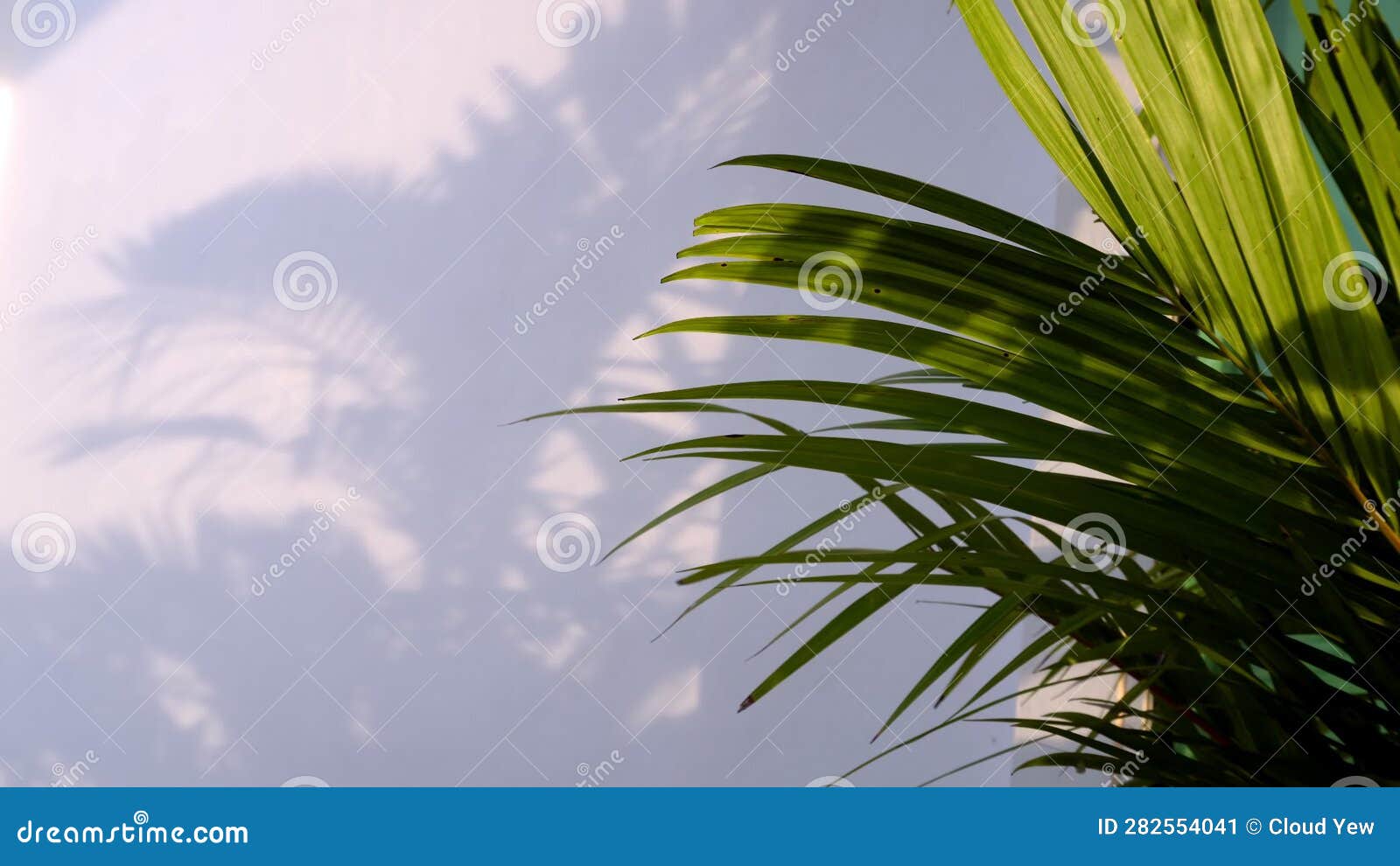 Close Up the Leave with Shadow at Background of Wall Stock Video ...