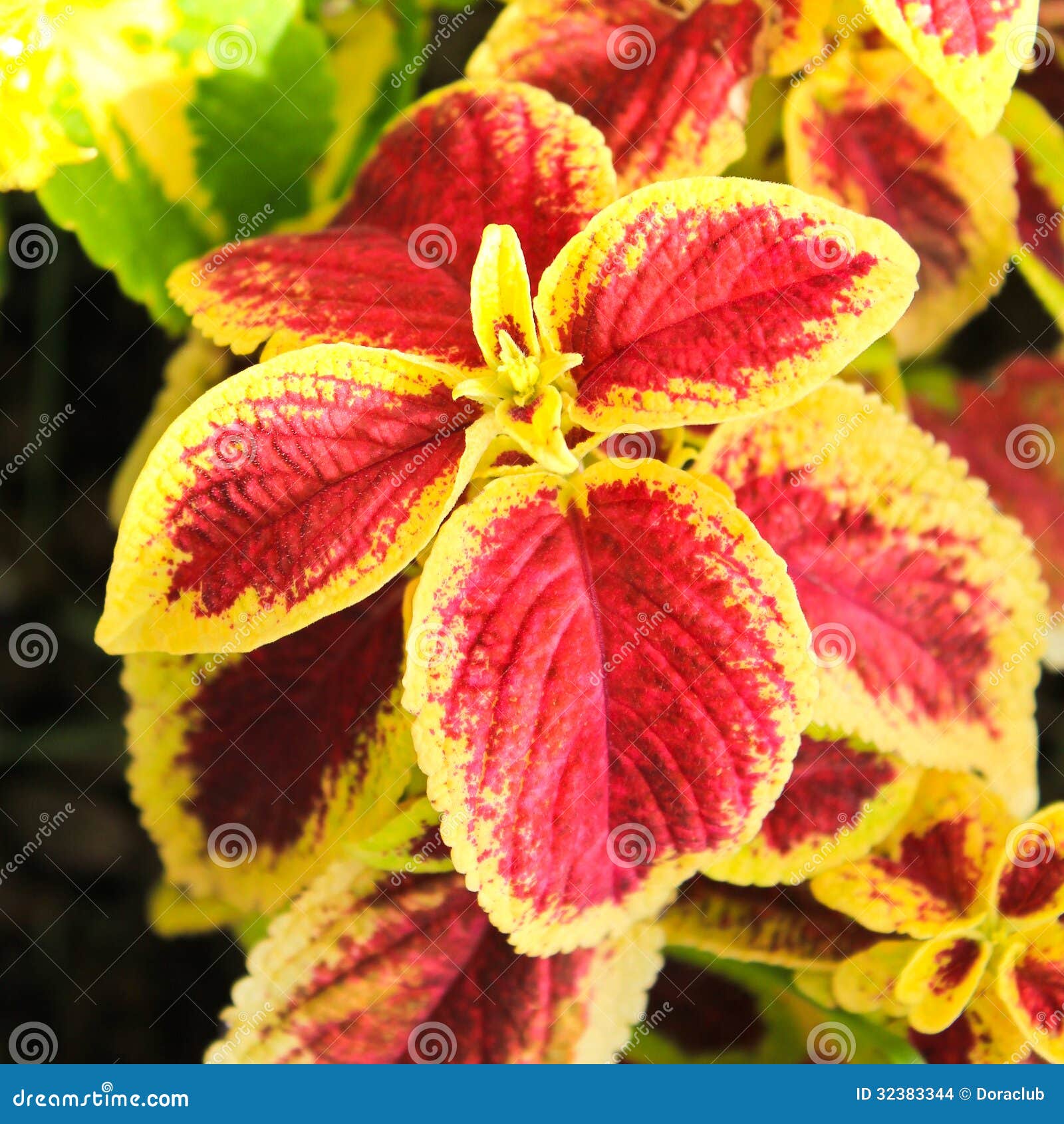 Close up Leave,Spring stock photo. Image of forest, park - 32383344