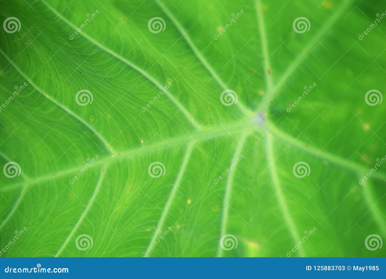 Close Up of the Leave Texture the Green Leave Stock Image - Image of ...
