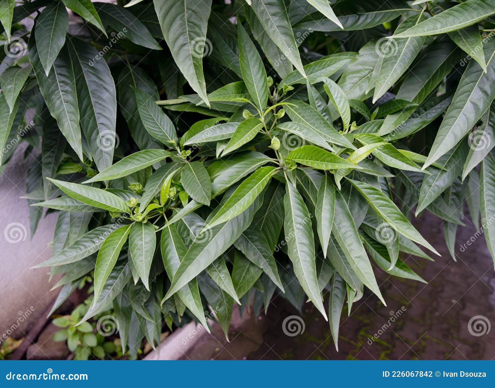 Adulsa Plant Also Called Malabar Nut. Justicia Adhatoda, Commonly Known ...