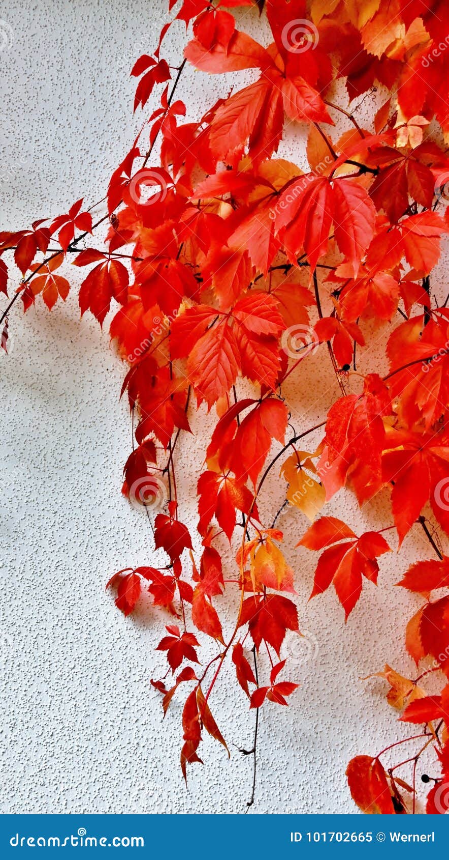 Red Fall leaves stock image. Image of beautiful, fall - 101702665