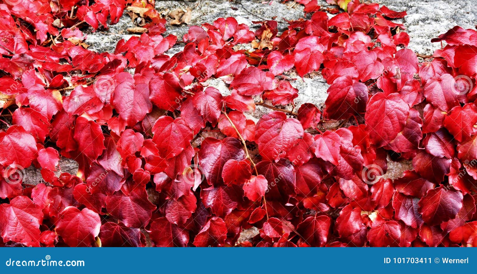 Red Fall leaves stock image. Image of sunlight, leaves - 101703411