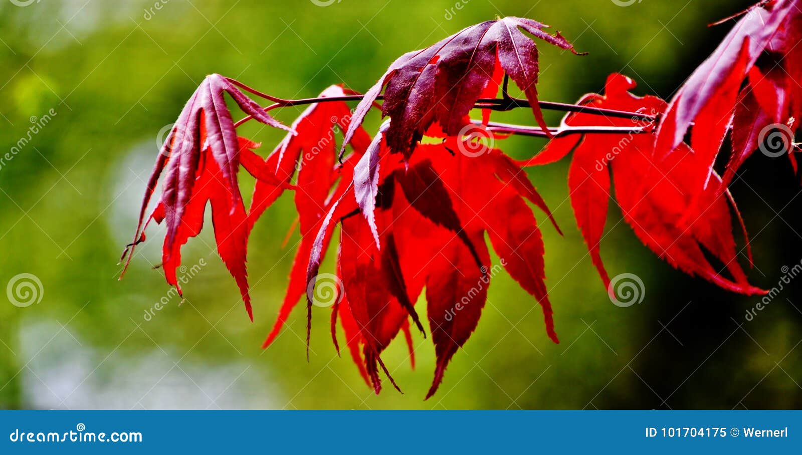Red Fall leaves stock image. Image of tree, background - 101704175