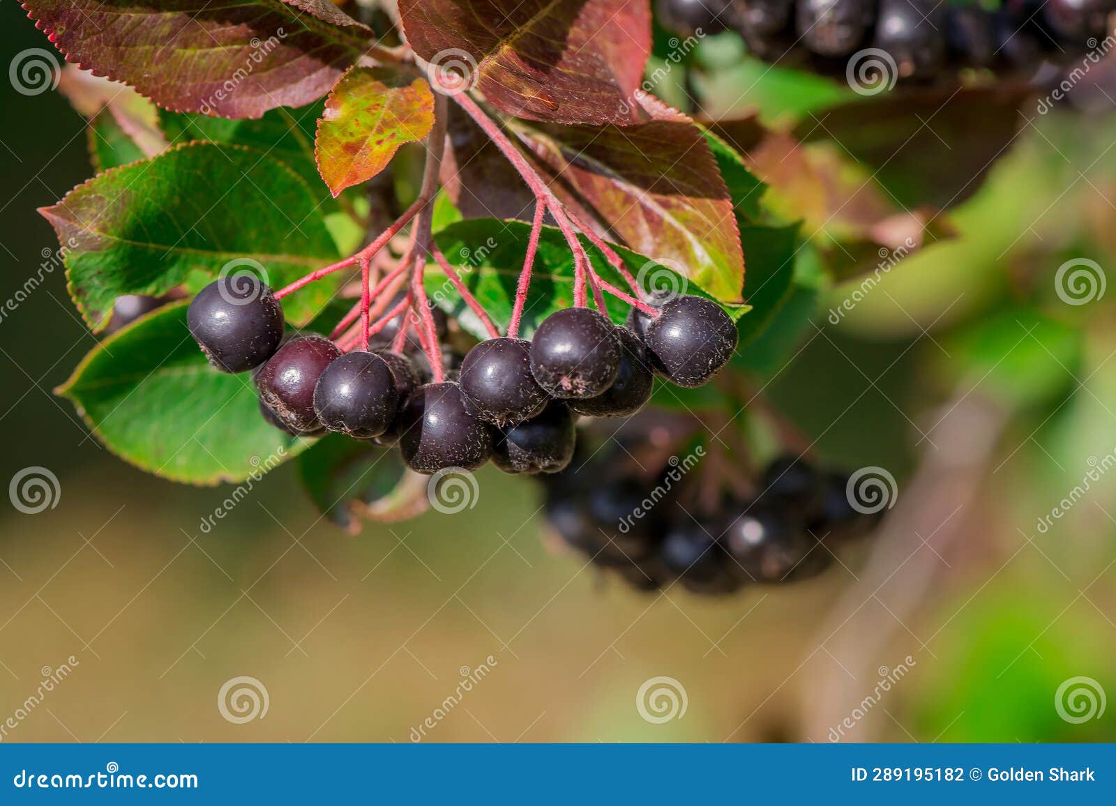 Close Up on the Leaves and Berries of Aronia Shrub Stock Photo - Image ...