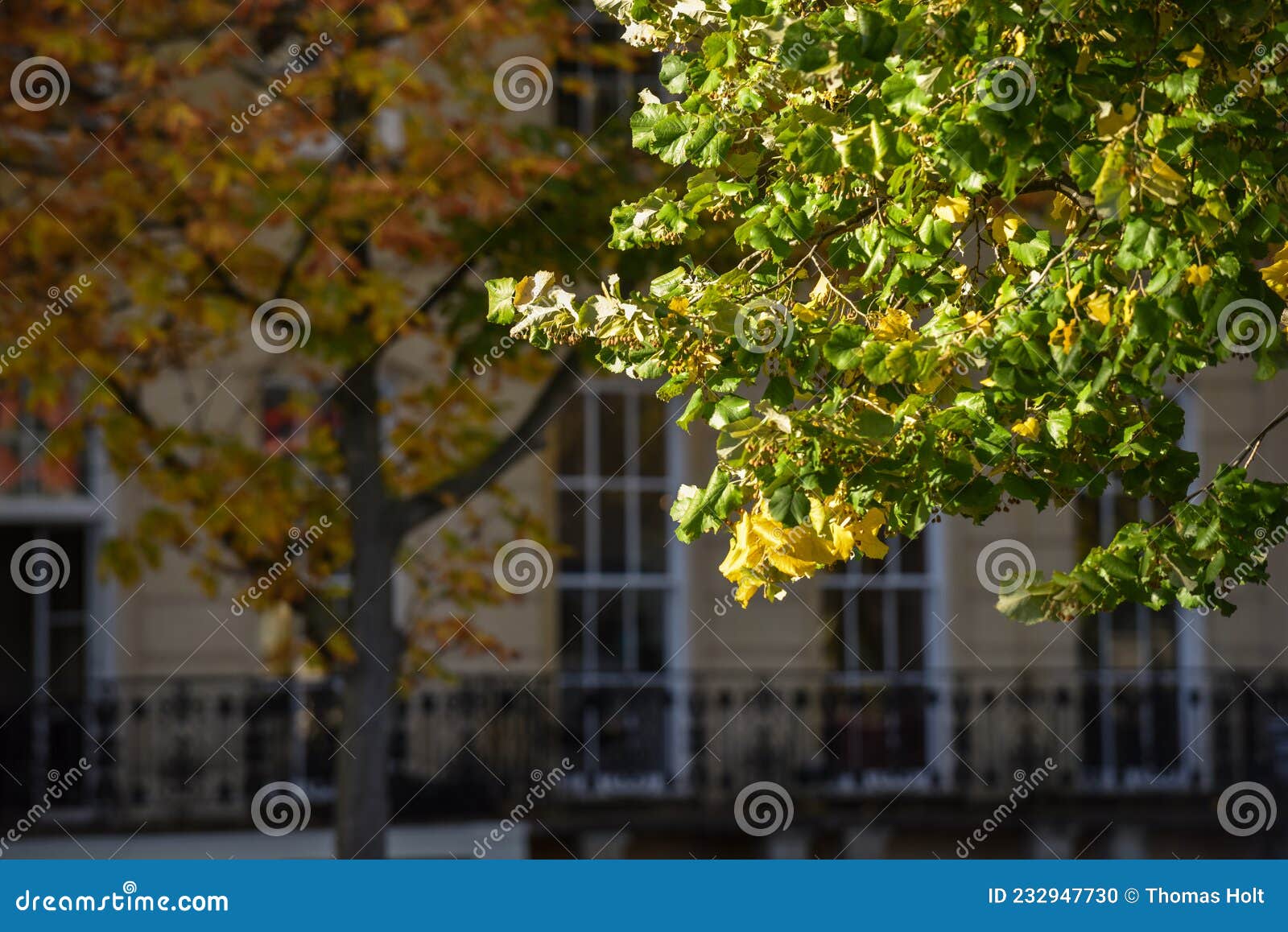 Close Up of Leaves Changing To Autumn Colours on a Tree Stock Photo ...