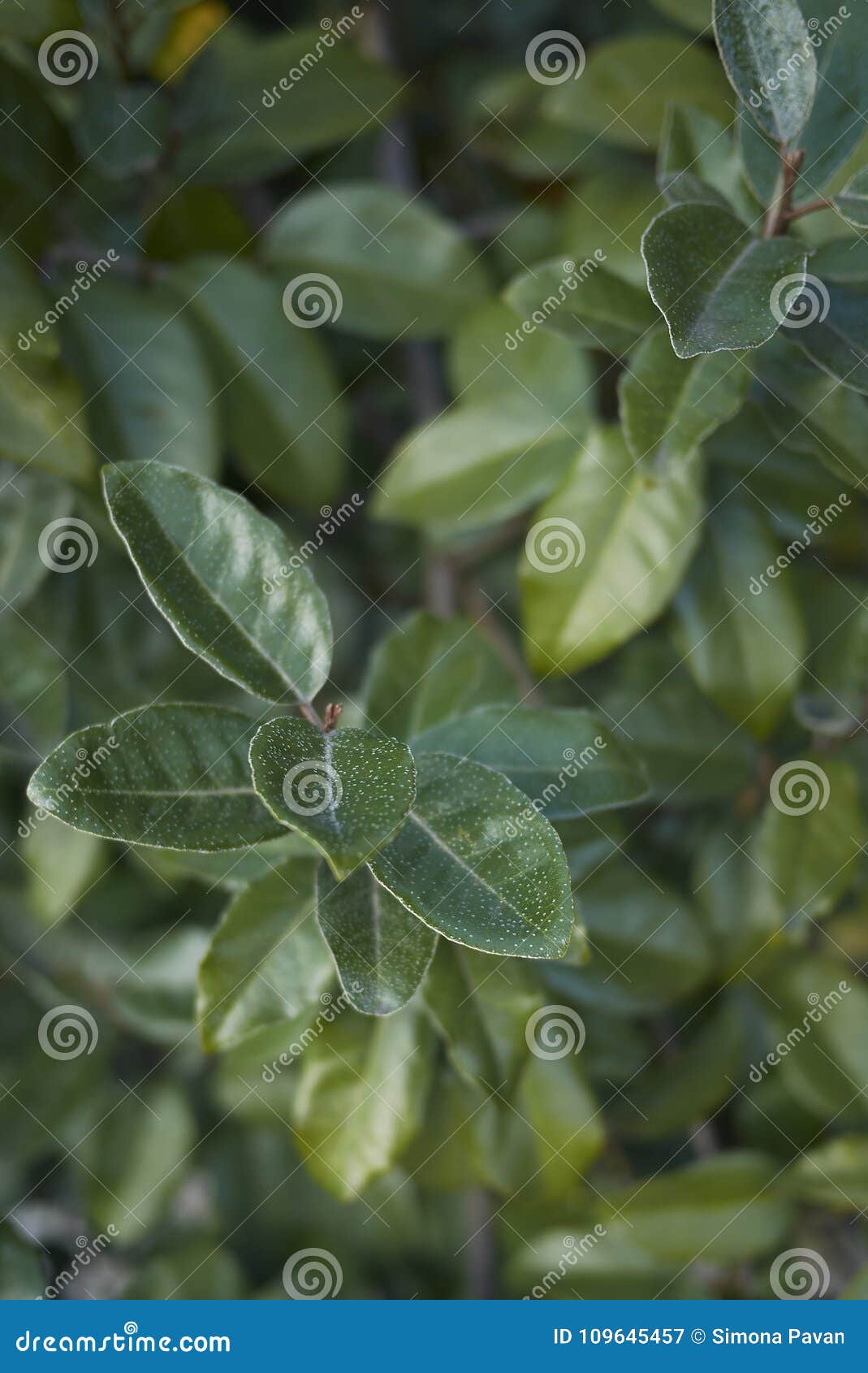 Close-up Of Elaeagnus As Background . Elaeagnus Multiflora Cherry ...