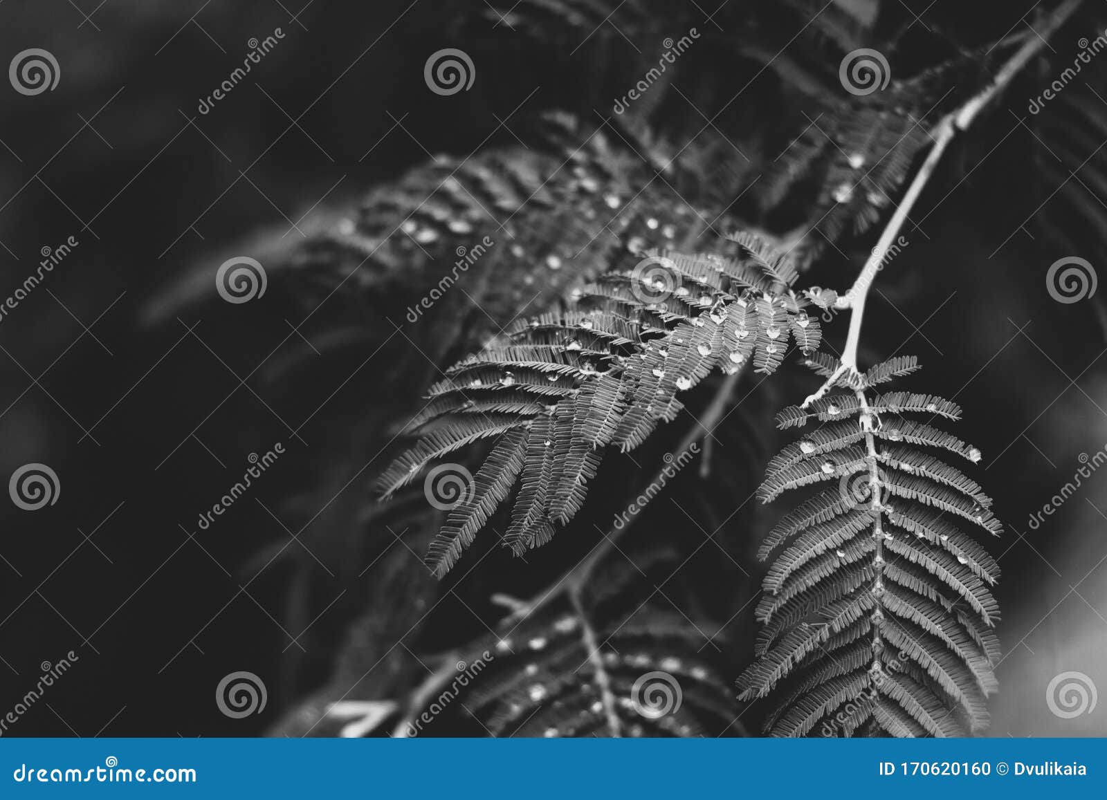 Leaves with Few Drops Toned in Monochrome Black Stock Photo - Image of ...