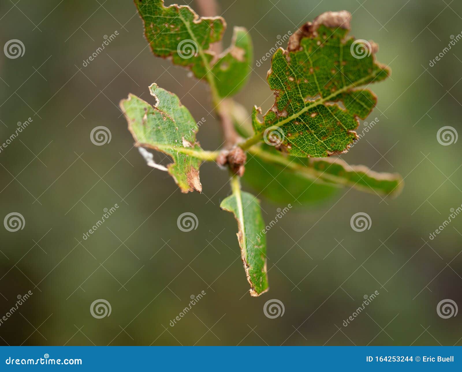 Close Up of Leaves with Insect Damage Stock Photo - Image of forest ...