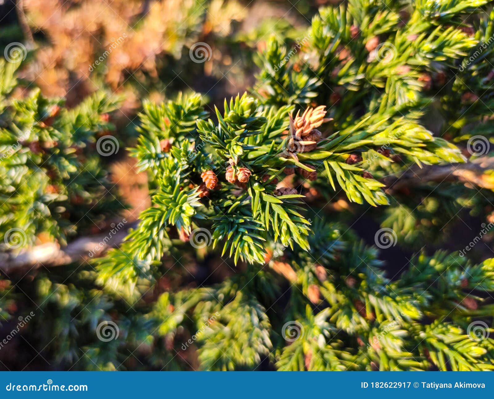 Close Up on Leaves of Juniperus Communis - Common Juniper for Landscape ...