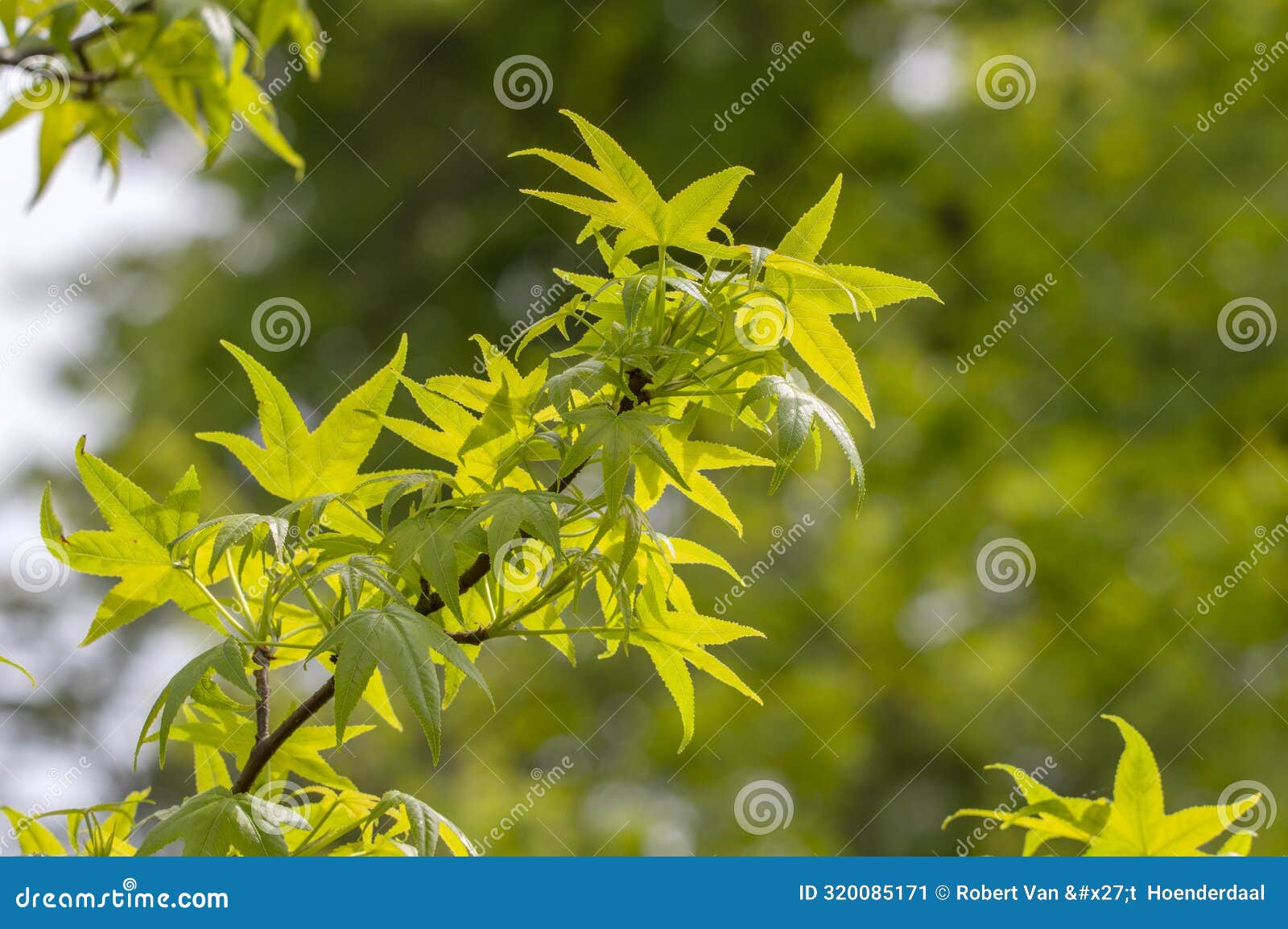 Close Up Leaves of a Liquidambar Styraciflua Tree at Amsterdam the ...