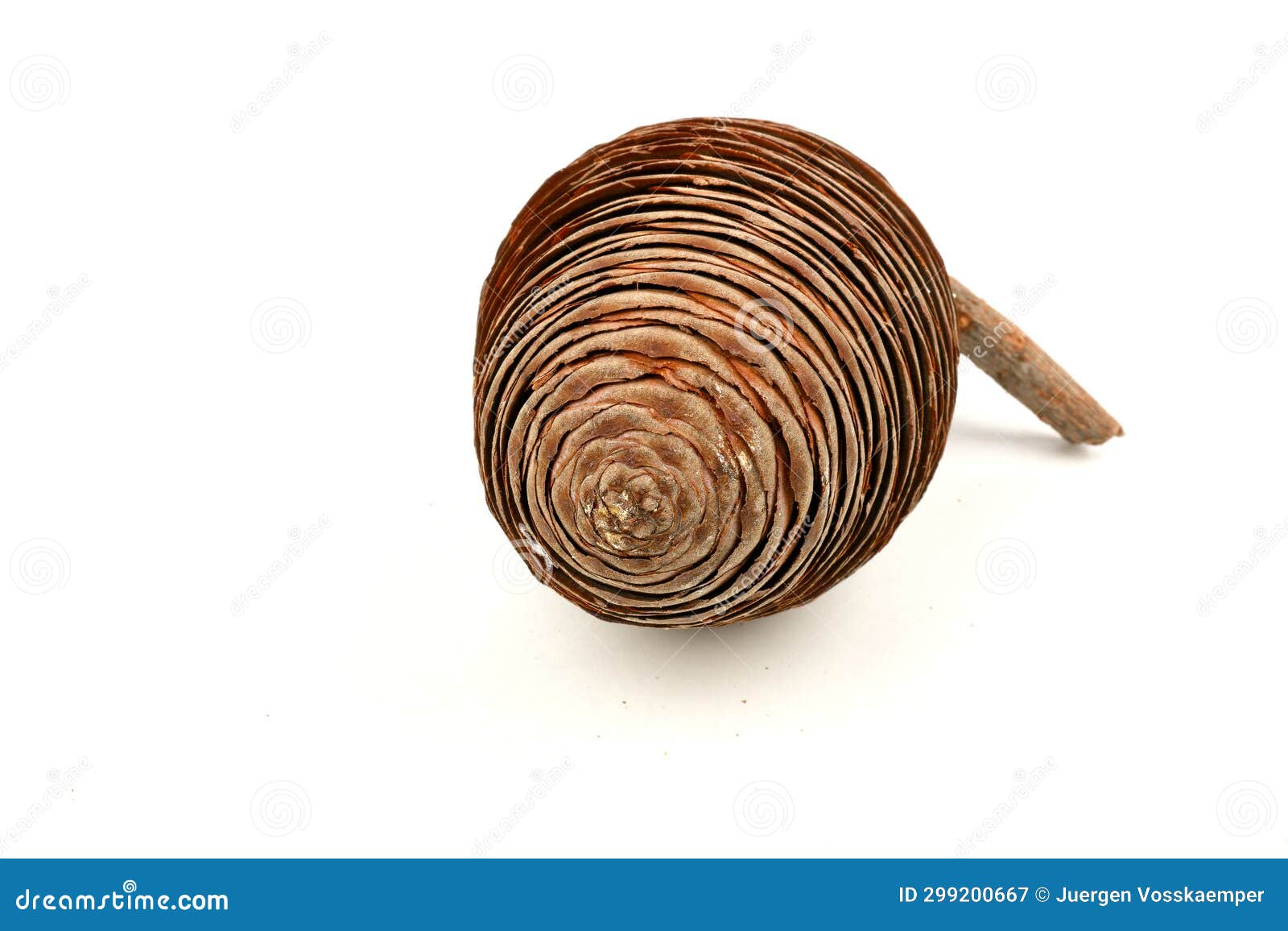 The Leaves Of A Pinecone With Fibonacci Spirals Stock Image Image Of