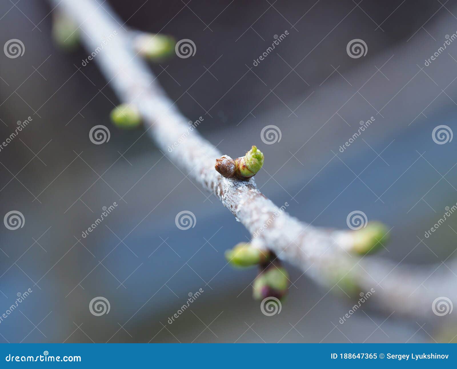 Close-up of Leaves Sprouting on a Tree Branch from Buds. Selective ...