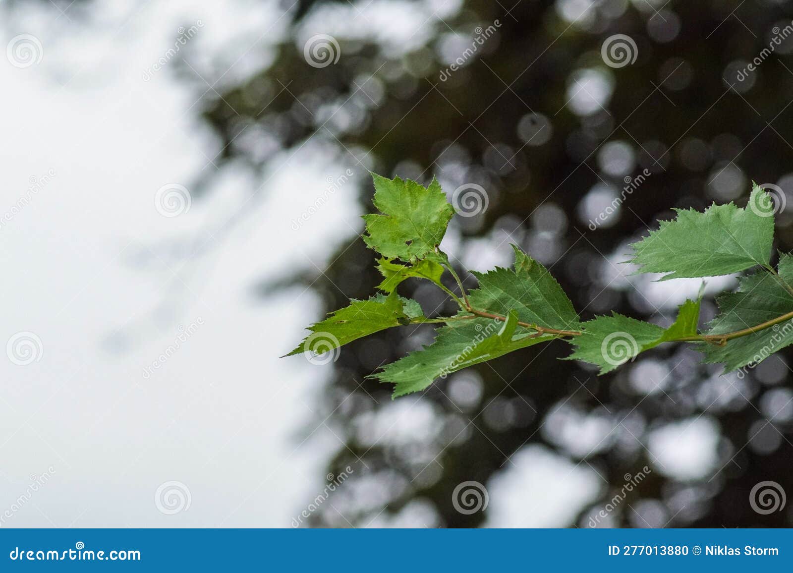 Close Up of a Leaves on a Tree Branch Stock Photo - Image of ...