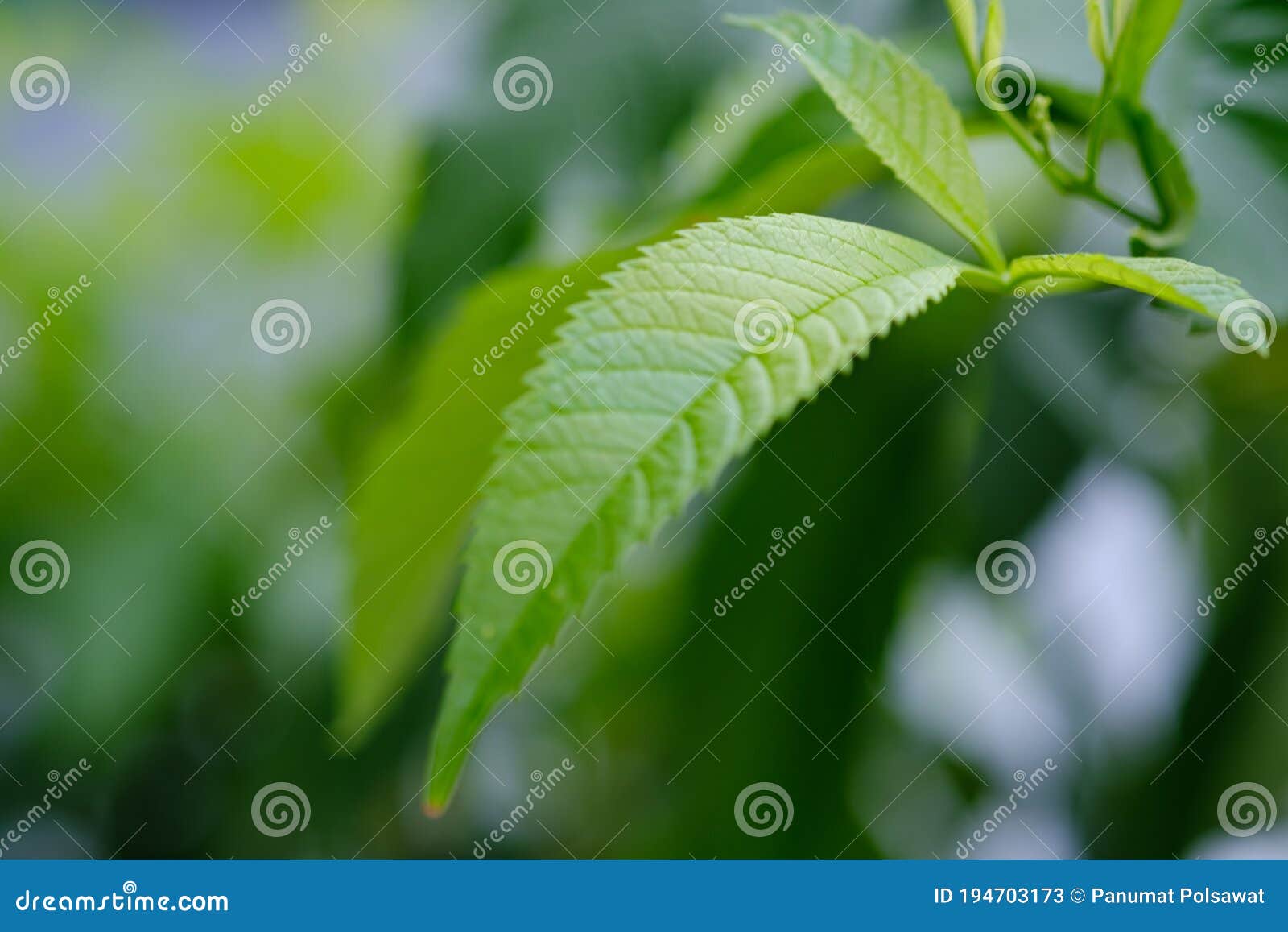 Close Up the Leaves on the Treetop Stock Image - Image of environment ...