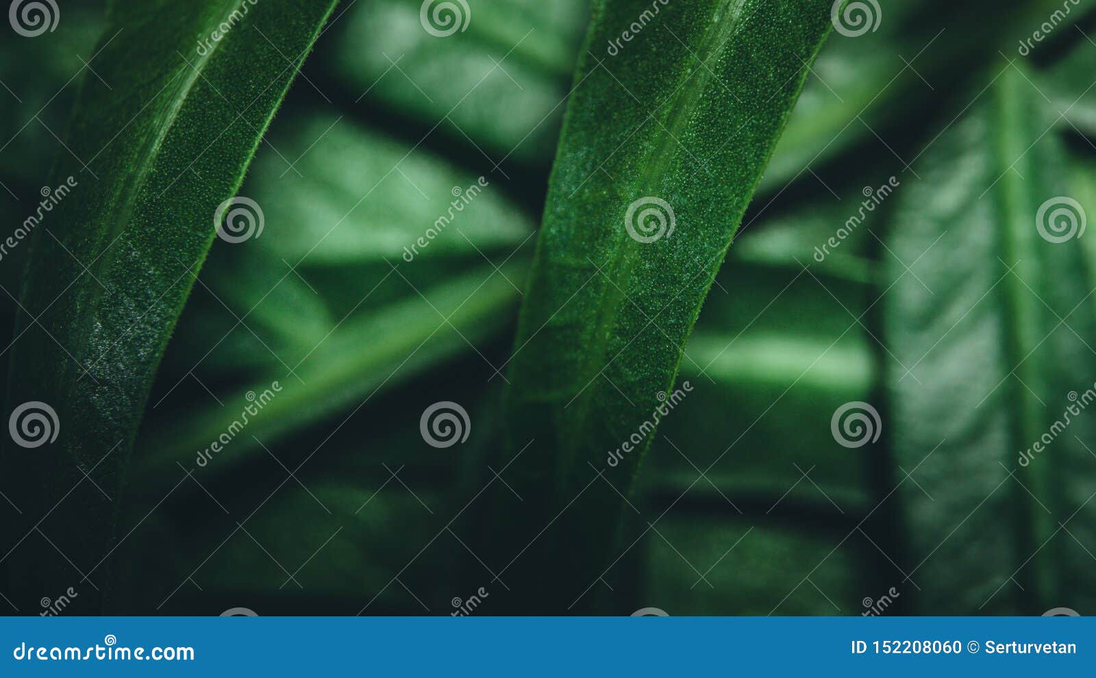 Close Up Leaves View on Green Leaf Background Stock Photo - Image of ...