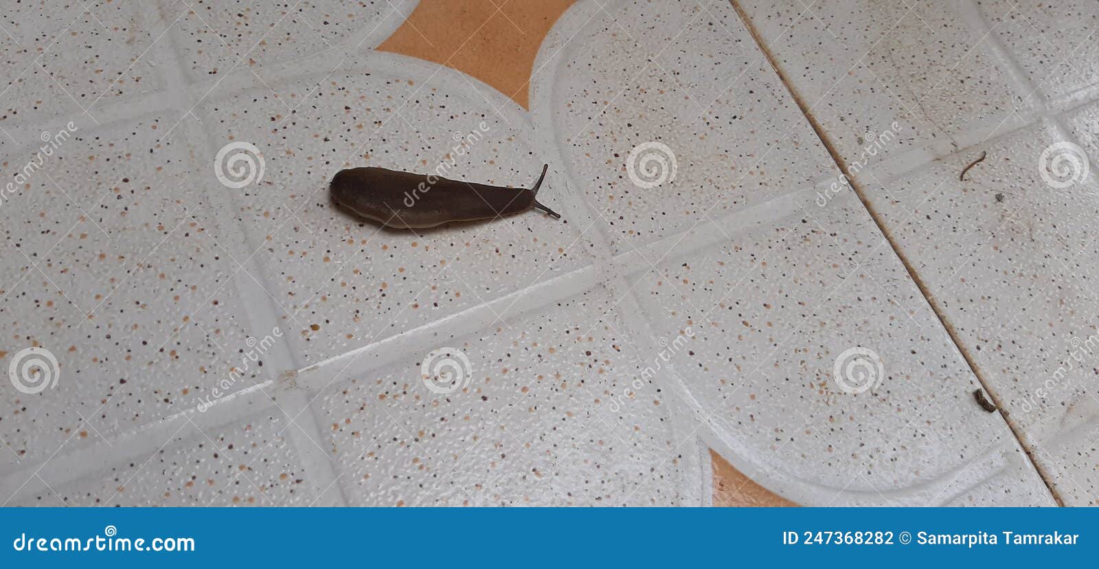 Close up of a leech stock photo. Image of leech, visit - 247368282