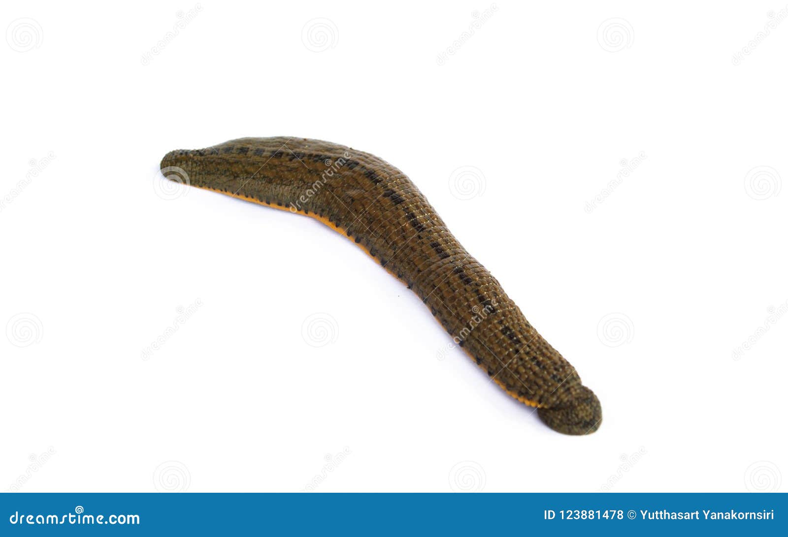 Close Up Leech Isolated on White Background. Stock Photo - Image of ...