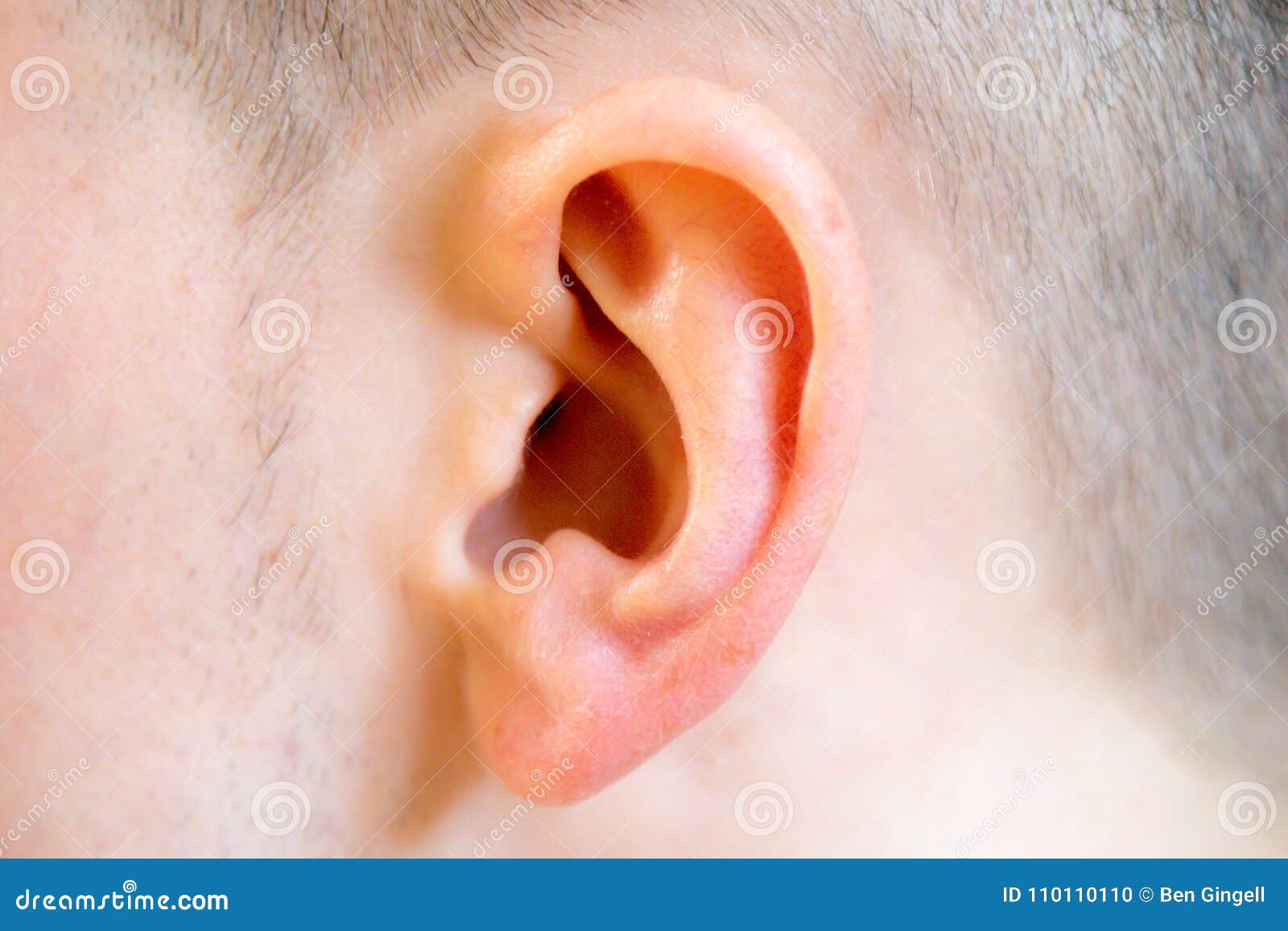 Close Up of a Left Human Ear Stock Photo - Image of young, years: 110110110