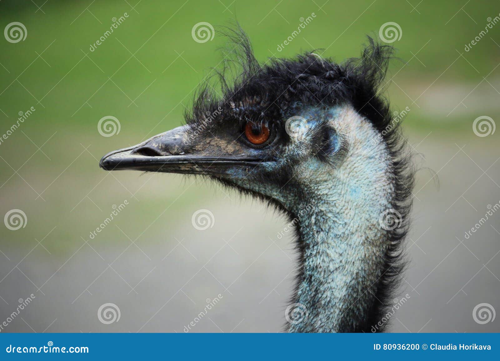 Close-up of Left Side of Emu Face Stock Photo - Image of face ...