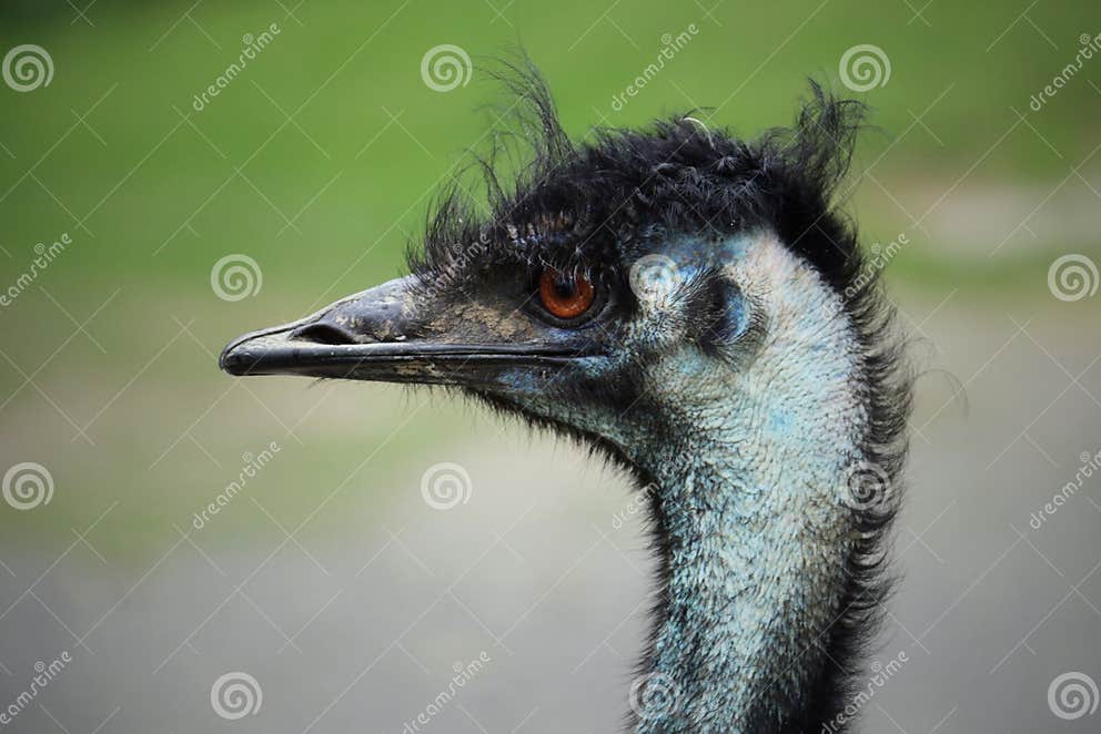 Close-up of Left Side of Emu Face Stock Photo - Image of face ...