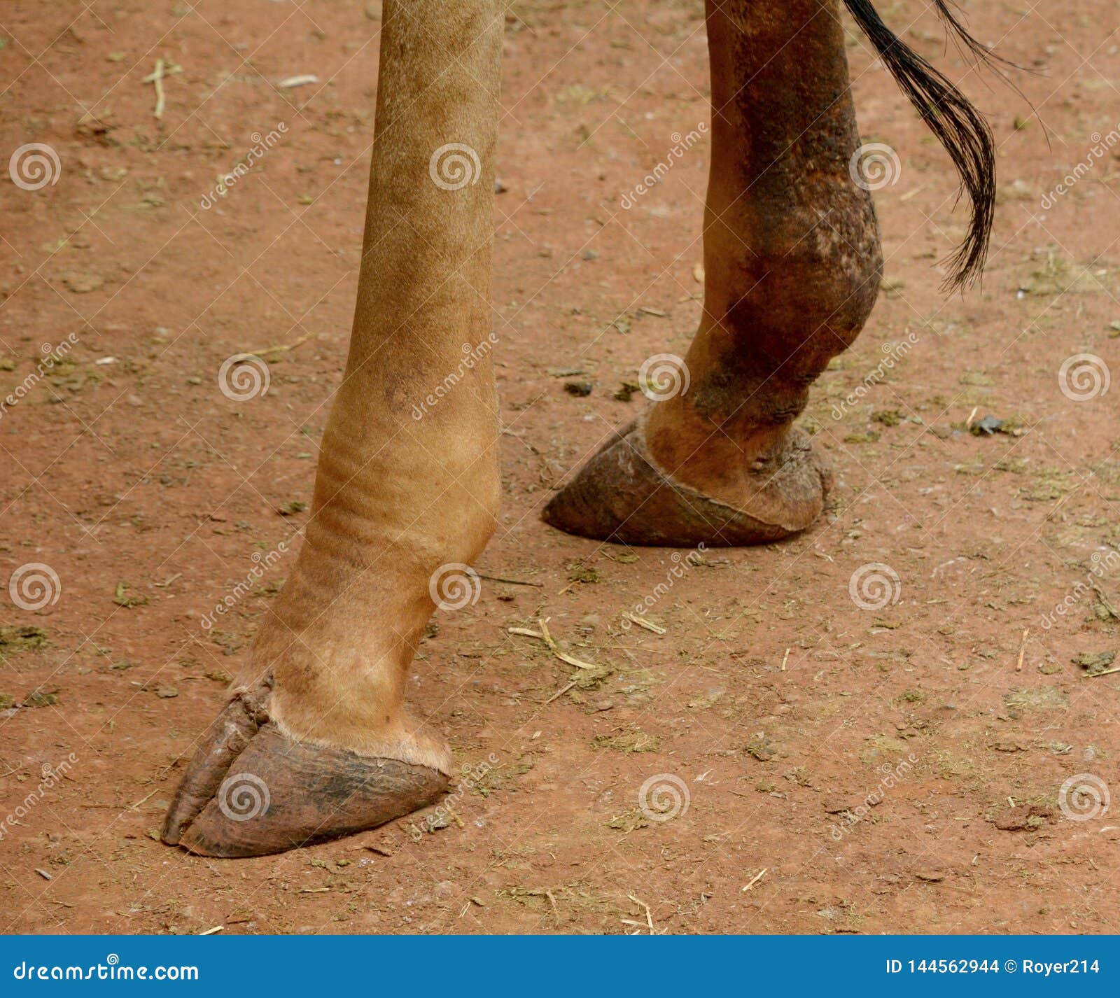 Legs & Feet of Giraffe stock photo. Image of lower - 144562944