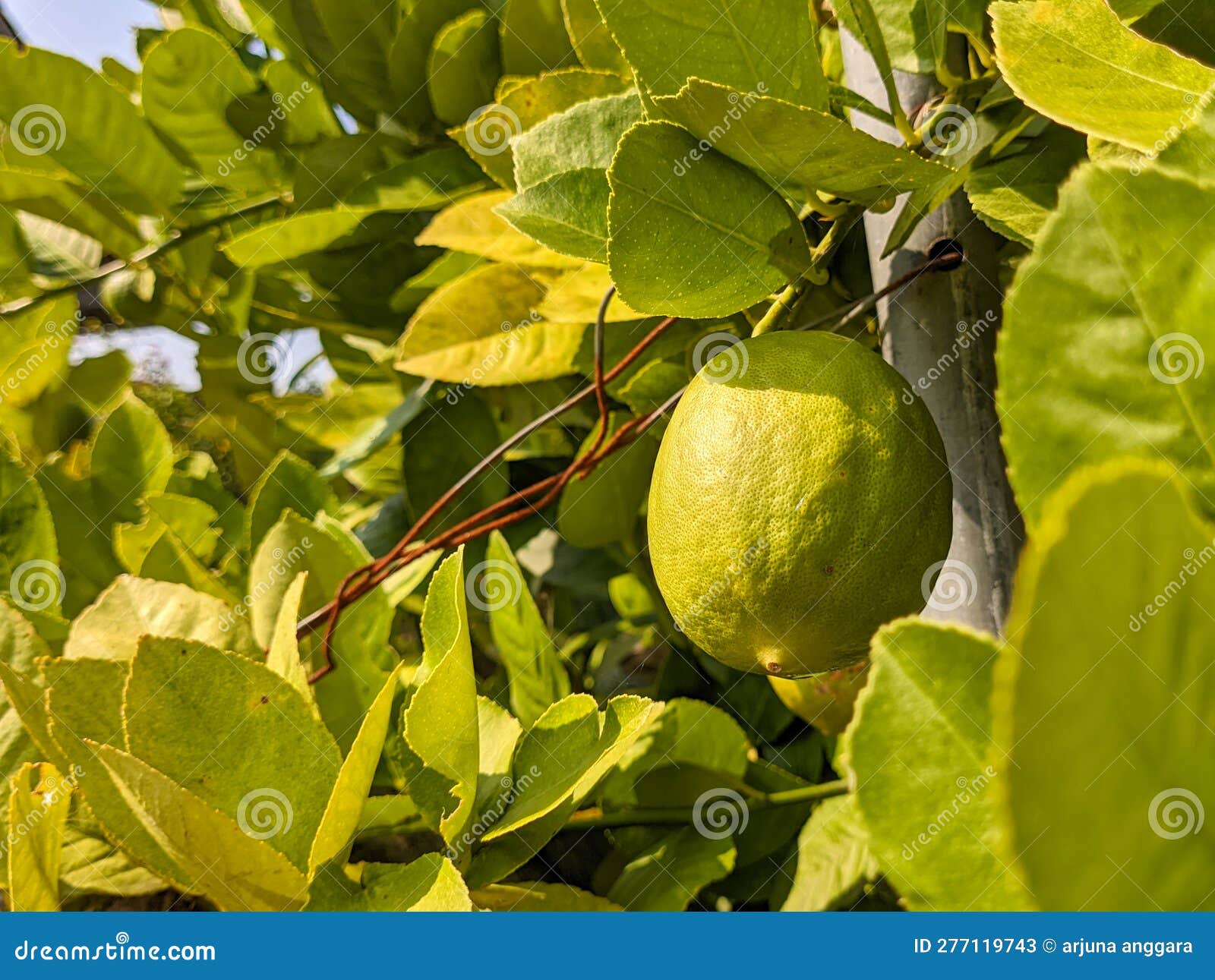 A Close Up of Lemon Fruit or Citrus Limon Still Green and Hanging on ...