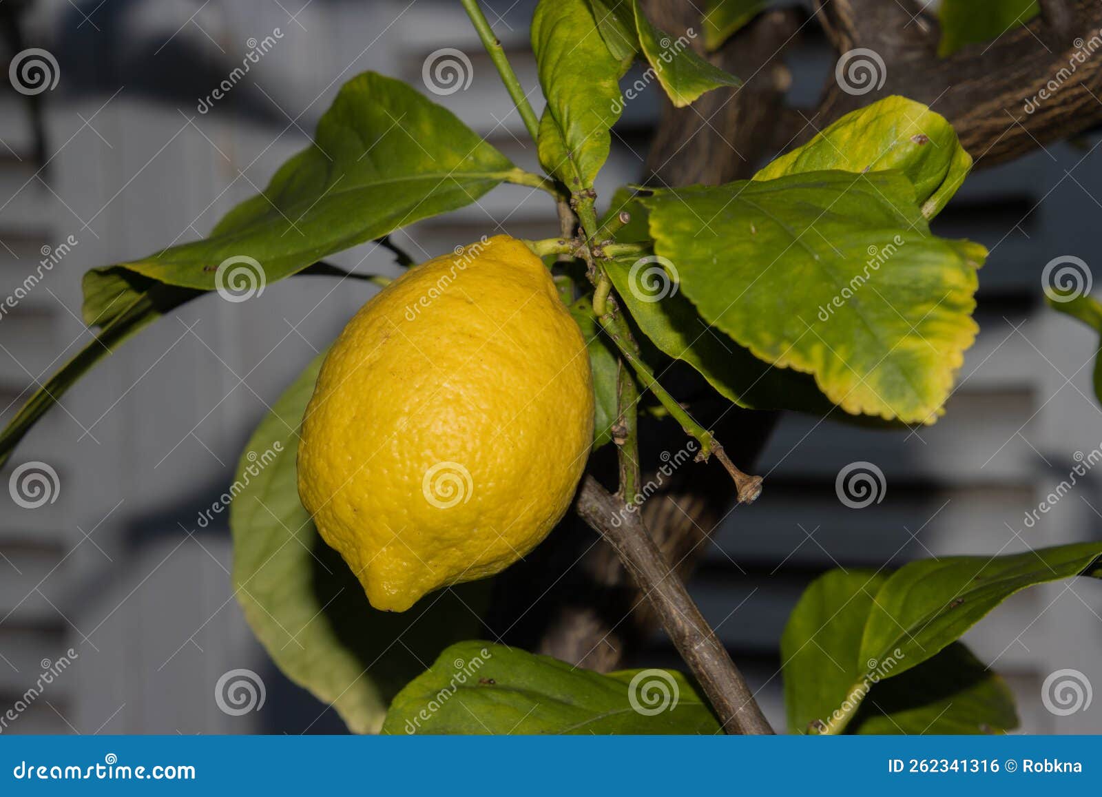Close Up of a Lemon Hanging on a Branch of a Lemon Tree Stock Photo ...
