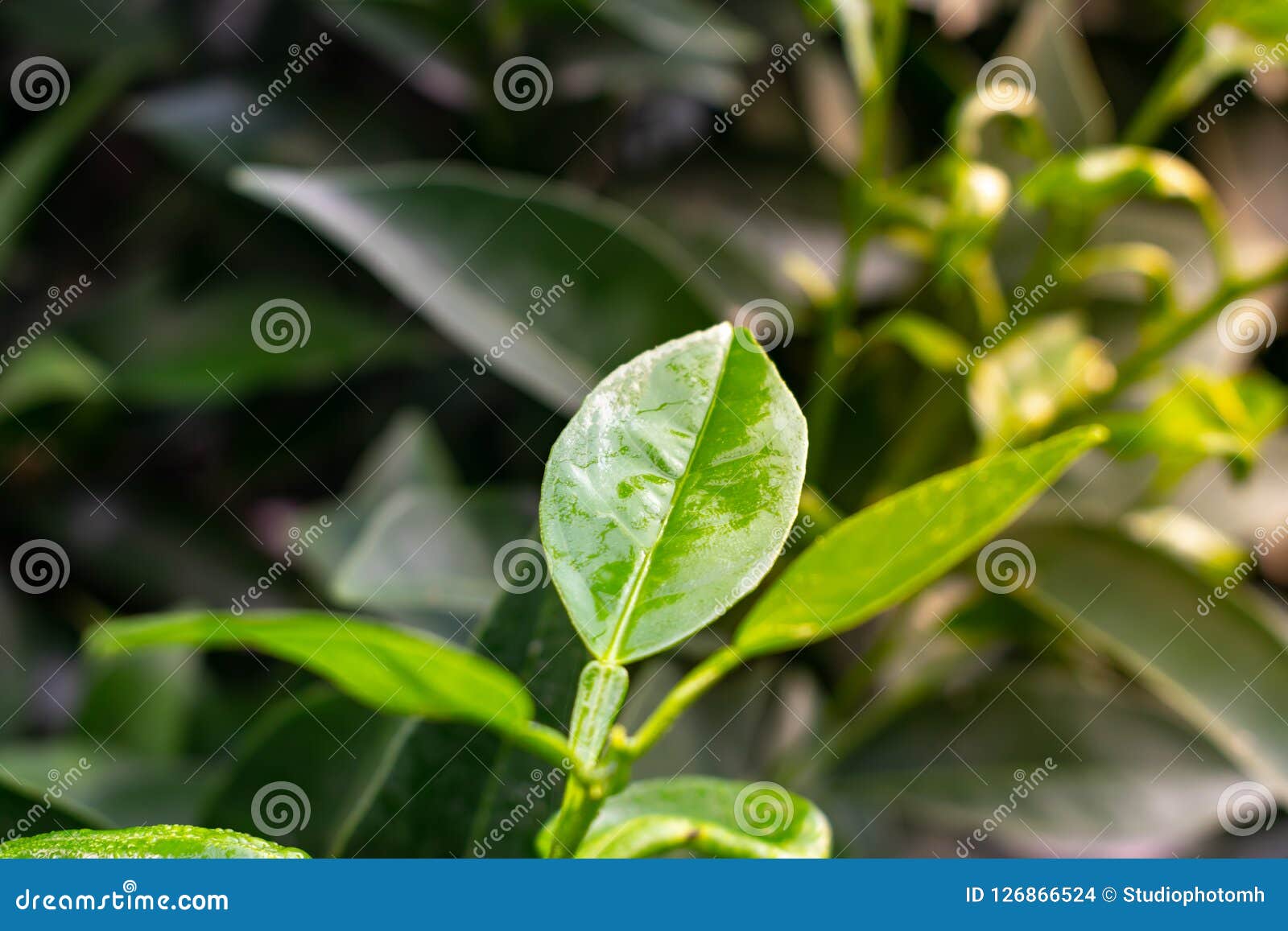 Close-up of Lemon Leaves with Drops of Water. Green Lemon Leaf and ...