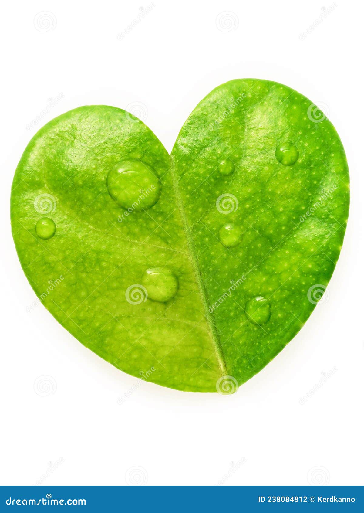 Close Up Lemon Leaves Heart Shape Isolated on White Background Stock ...