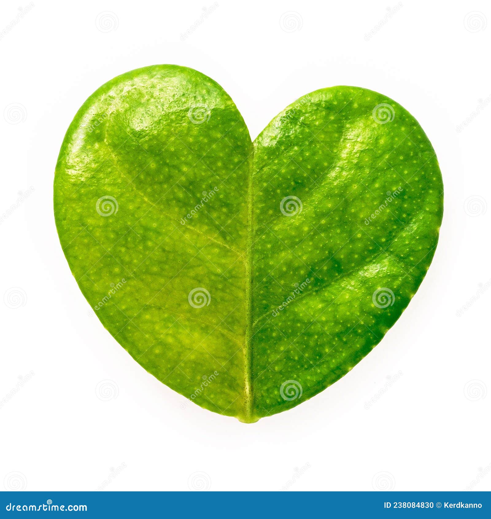Close Up Lemon Leaves Heart Shape Isolated on White Background Stock ...