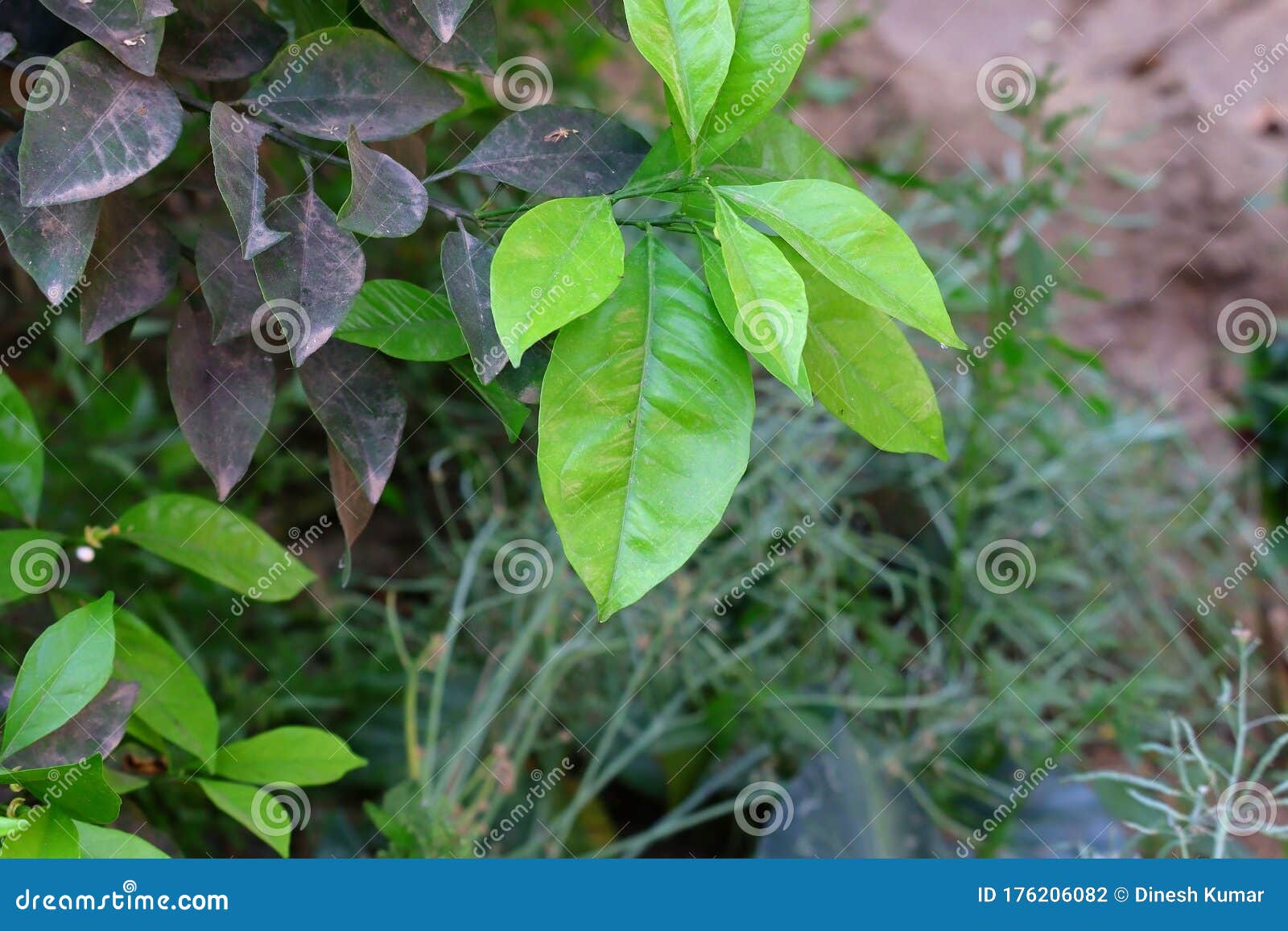 Close Up of Lemon Leaves for Texture Stock Photo - Image of detail ...