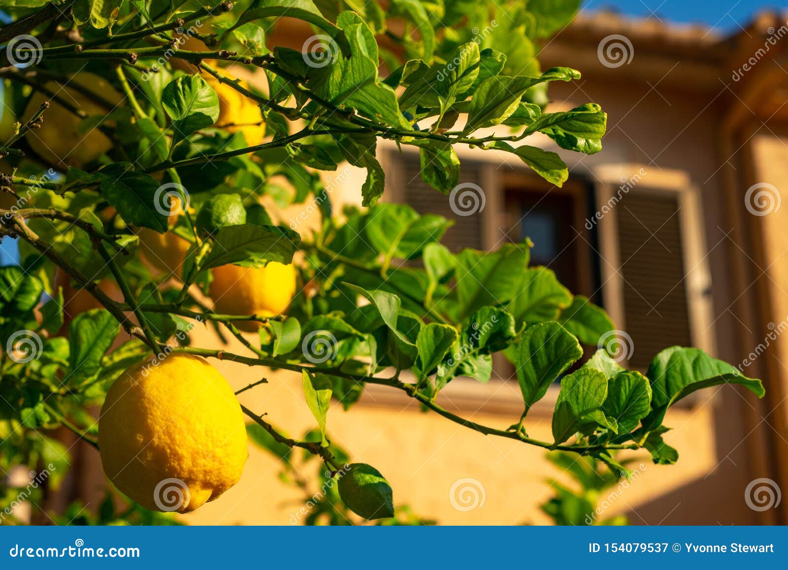 Close Up of a Lemon Tree in Front of a Villa in the Mediterranean Stock ...