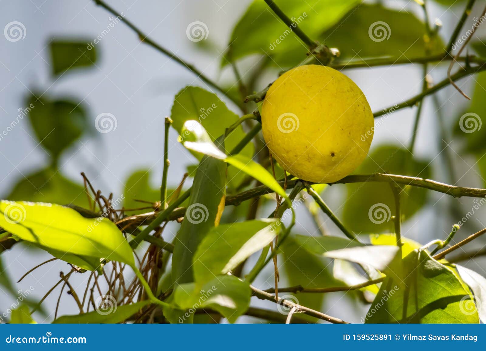 Lemon Tree and Fruits in Nature Stock Image - Image of beautiful ...