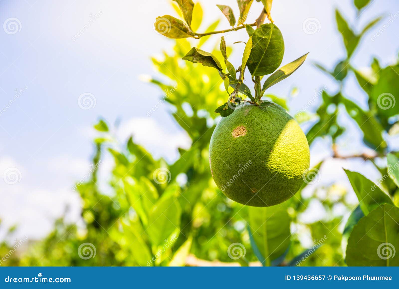 Close Up of Lemon from a Tree in a Lemon Grove. Stock Image - Image of ...